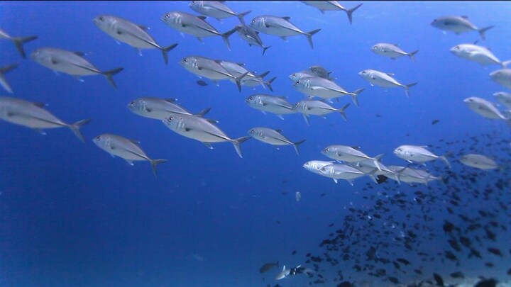 La santé des poissons sauvages au Canada | OHdio | Radio-Canada