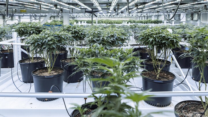 Les produits de cannabis de Reef Organic | OHdio | Radio-Canada