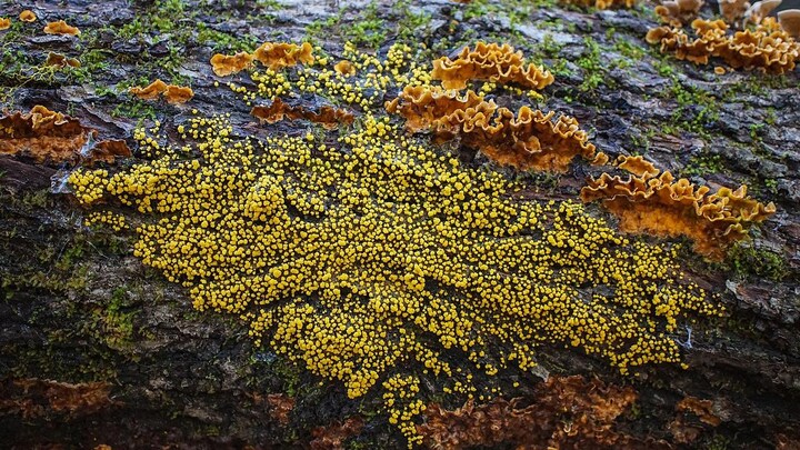 L’étonnant blob, un organisme vivant qui sait rentabiliser son unique ...