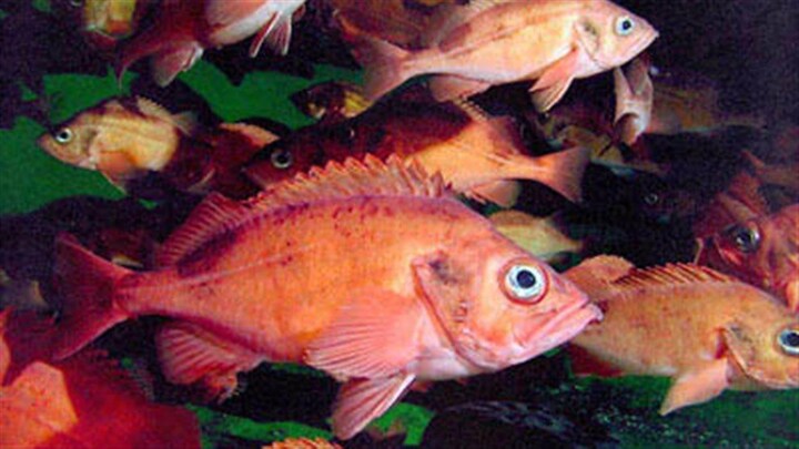 Pêche aux sébastes : une opportunité pour une gestion durable de la ...