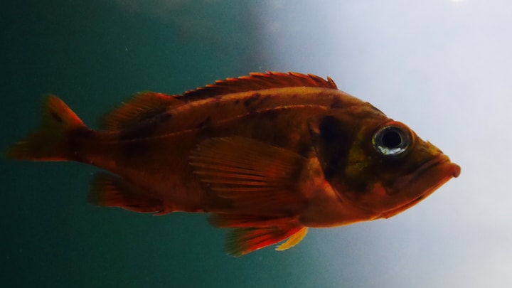 Le régime alimentaire du sébaste, une menace pour la population de ...