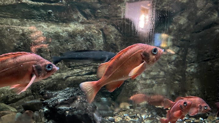 Le grand retour du sébaste du Saint-Laurent | OHdio | Radio-Canada