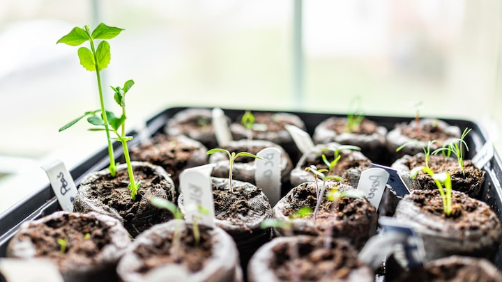 La production des semences et la préparation des jardins | OHdio ...