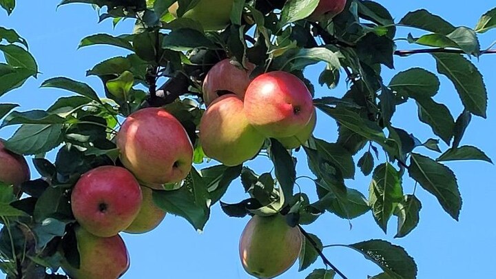 Une saison débordante pour les producteurs de pommes de la Gaspésie ...