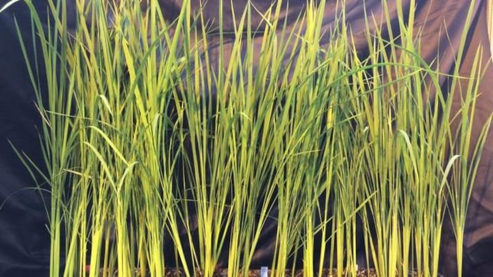 Adapter le riz aux conditions lunaires | OHdio | Radio-Canada