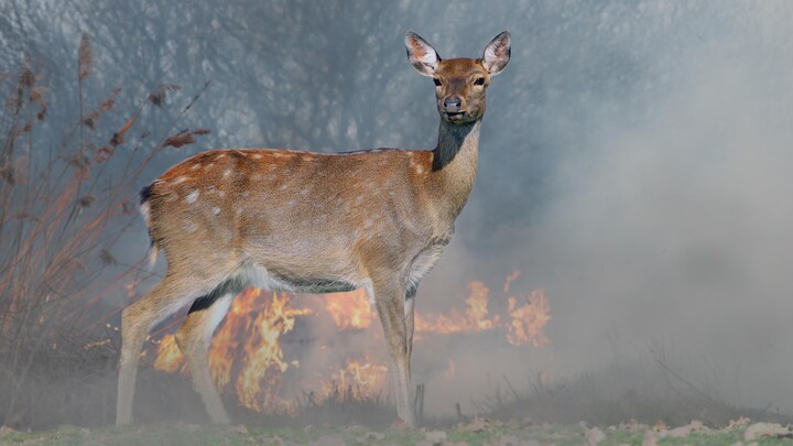 Quel est l’impact des feux de forêt sur la faune et la flore? | OHdio ...