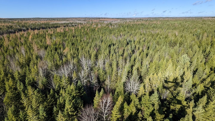 Les leçons climatiques de la forêt expérimentale Acadia | OHdio | Radio ...