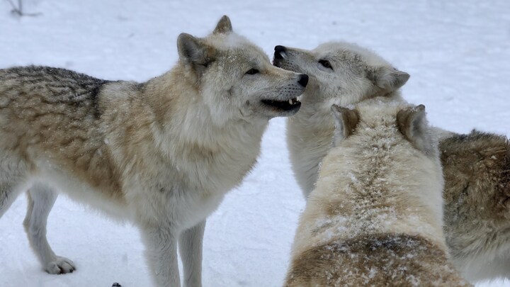 Hébergement insolite : dormir avec les loups à Girardville | OHdio ...