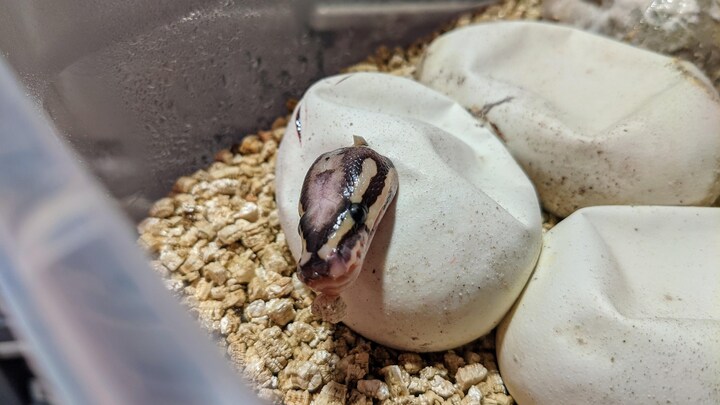 Élever des pythons royaux au Nouveau-Brunswick | OHdio | Radio-Canada