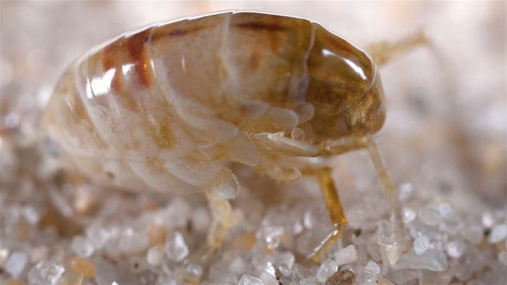 Des conseils pour éviter les puces chez les animaux de compagnie ...