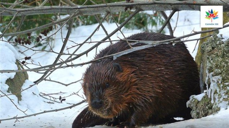 Los seis animales más emblemáticos de Canadá | Radio-Canada.ca