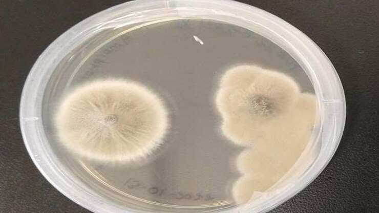 Les champignons nordiques sous la loupe pour décontaminer les chemins ...