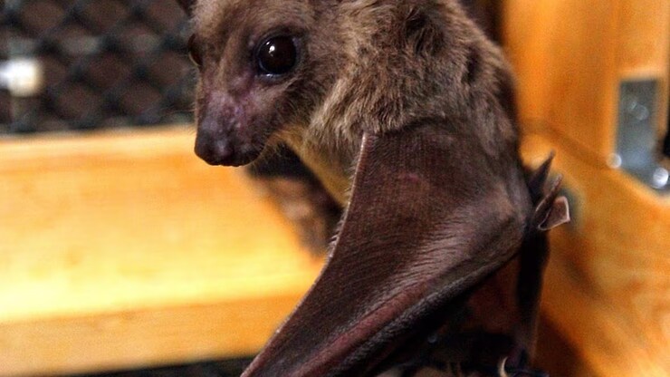 An outbreak of the deadly Marburg virus has been confirmed. Here’s what ...