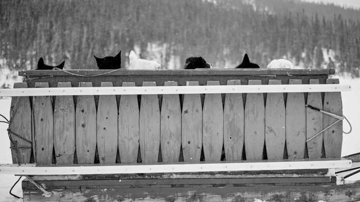 Entre tradition et crise climatique : le Labrador photographié par ...