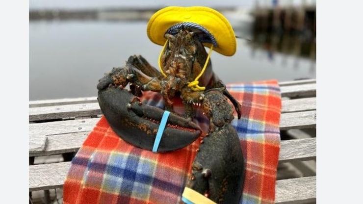 L’hiver sera-t-il encore long? Marmottes, homards et peluches se ...