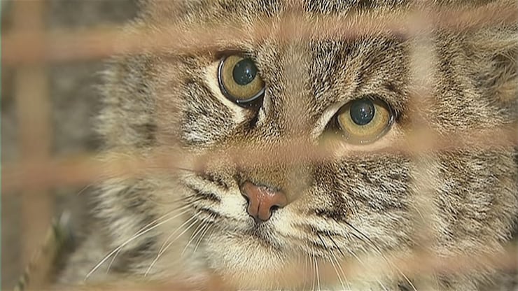 Le lynx roux chasse progressivement le lynx du Canada du sud du N.-B ...