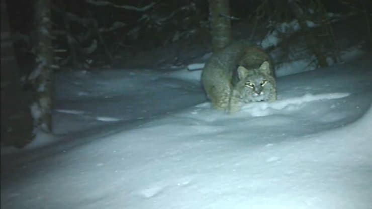 Le lynx roux chasse progressivement le lynx du Canada du sud du N.-B ...