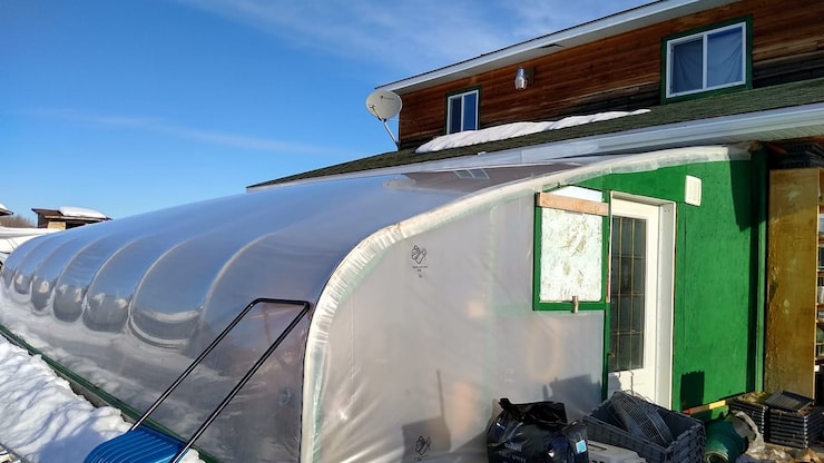 Cosechan plátanos en el norte de Canadá | Radio-Canada.ca