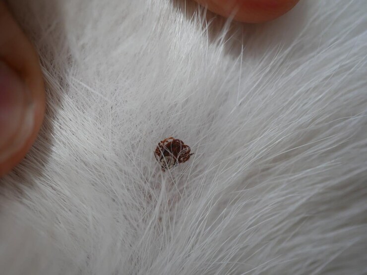 Tick-borne Rocky Mountain spotted fever spreading in Canada | Radio ...