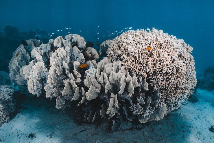 Most of world’s colourful corals go white in record-breaking bleaching ...