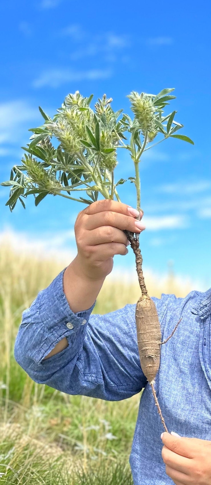 Tinp’si’na is still being harvested by Nakota families as a traditional ...