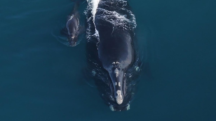 Las ballenas negras del Atlántico Norte pasan más tiempo en aguas ...