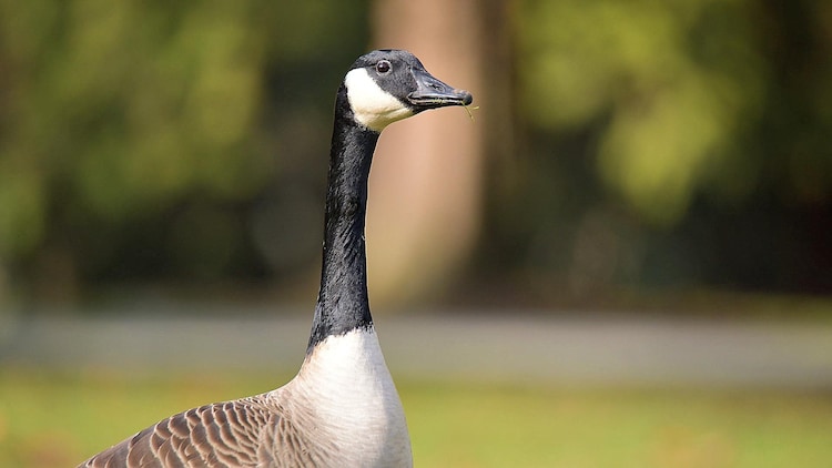 Sédentarité et surpopulation : la bernache devient nuisible | Radio-Canada