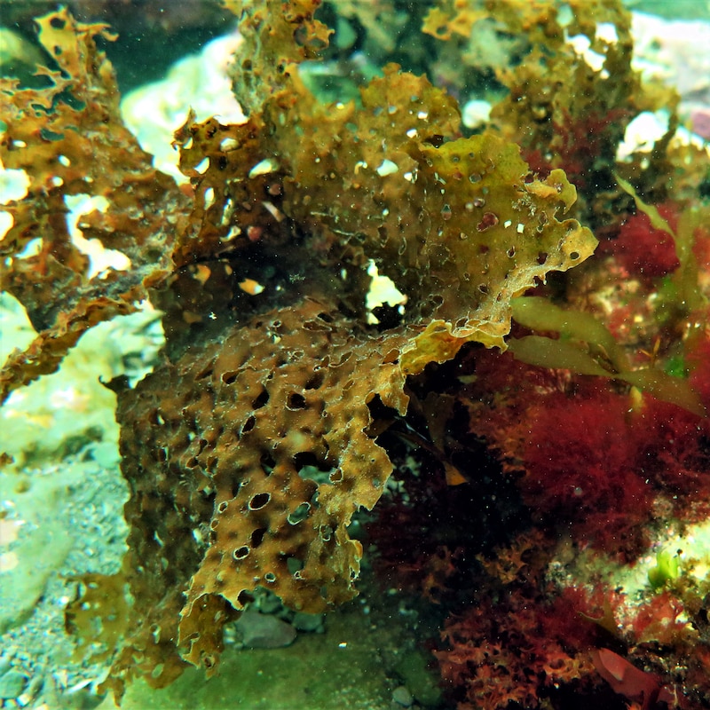 Les algues de l’île d’Anticosti, des trésors sous-marins | Radio-Canada.ca