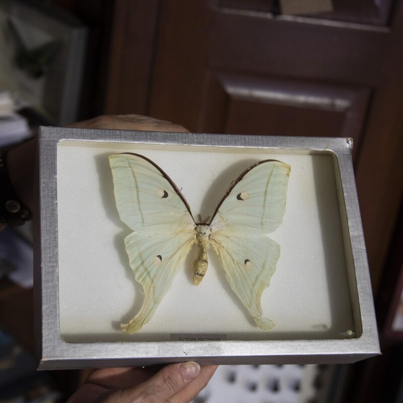 Georges Brossard, le « monarque des insectes », aura-t-il son musée ...