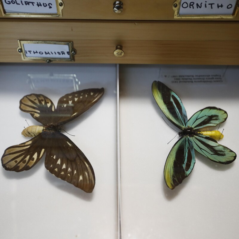 Georges Brossard, le « monarque des insectes », aura-t-il son musée ...