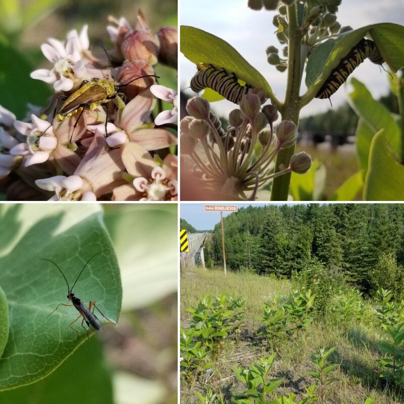 À la recherche des pollinisateurs de l'Abitibi-Témiscamingue | OHdio ...