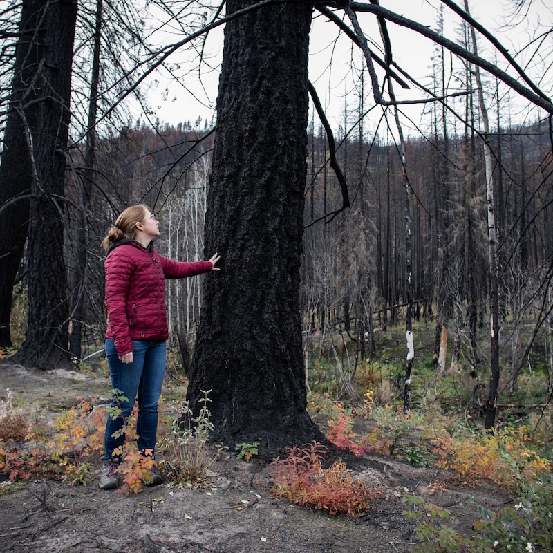 Le génie du castor comme outil contre les feux | Radio-Canada.ca