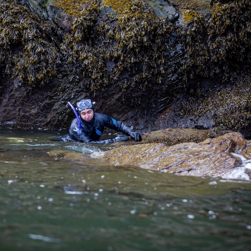 Le hareng, cœur battant de l’océan | Radio-Canada.ca