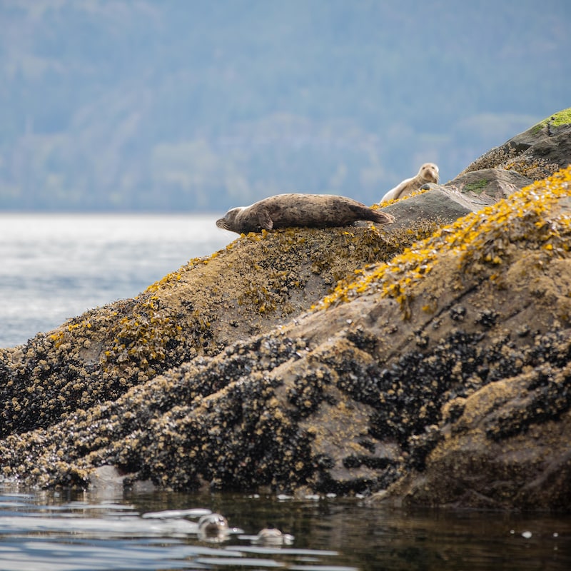 Le hareng, cœur battant de l’océan | Radio-Canada.ca