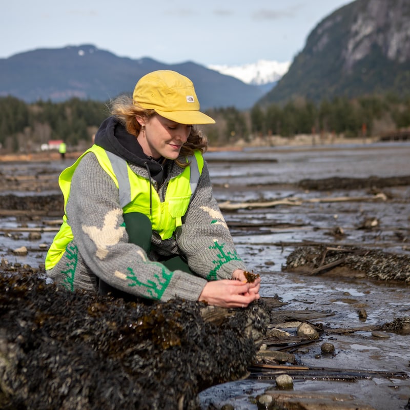 Le hareng, cœur battant de l’océan | Radio-Canada.ca