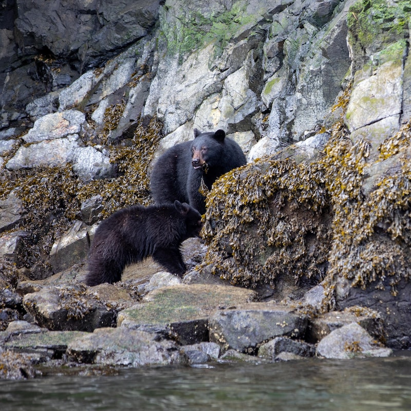 Le hareng, cœur battant de l’océan | Radio-Canada.ca