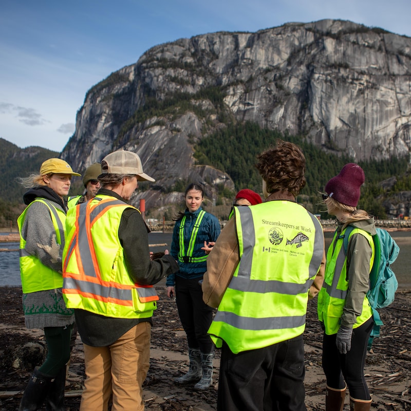 Le hareng, cœur battant de l’océan | Radio-Canada.ca