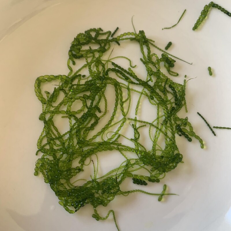 Une nouvelle algue comestible dans le Saint-Laurent? | OHdio | Radio-Canada