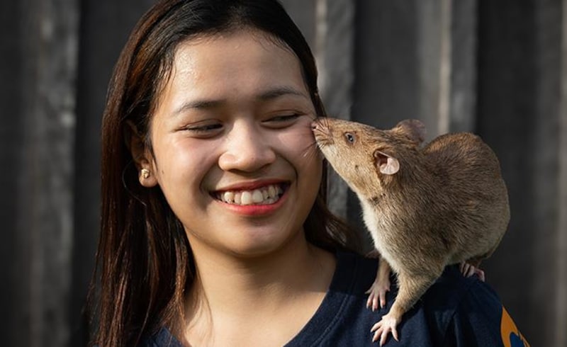 Voici comment Ronin le rat sauve des vies au Cambodge | MAJ | Radio-Canada