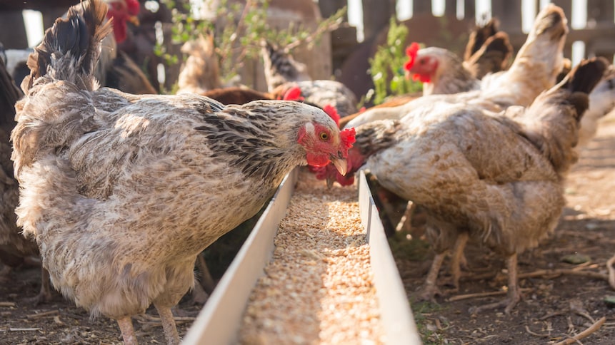 Quelle est la différence entre un poulet de grain et un poulet d ...
