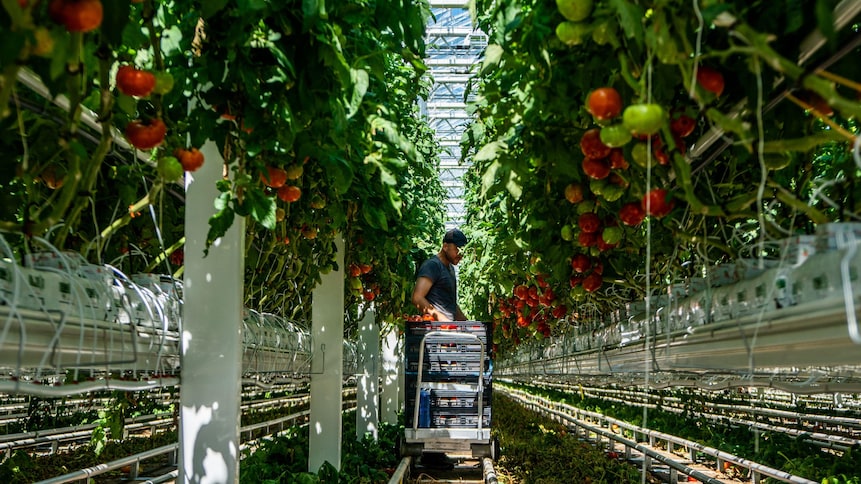 L’agriculture sur les toits : mirage vert ou futur de l’alimentation ...
