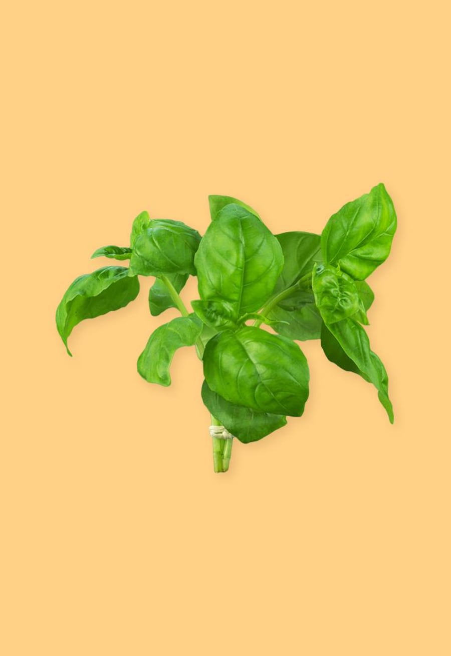 Basilic | Mordu