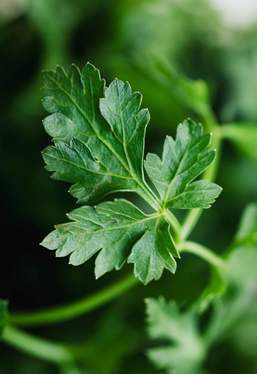 Plats Principaux : Recettes Simples ou Gourmandes | Mordu