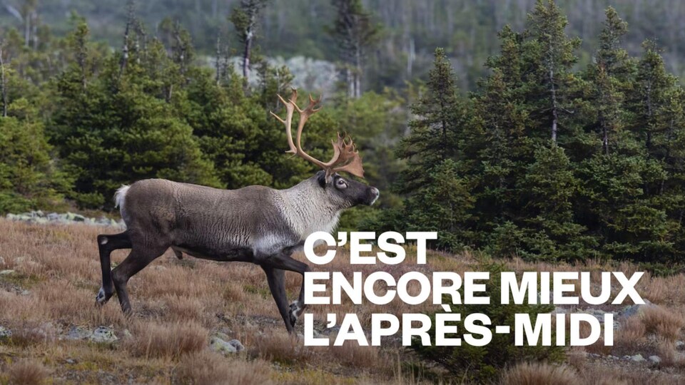 Protection du caribou : la prise de position de Québec dénoncée