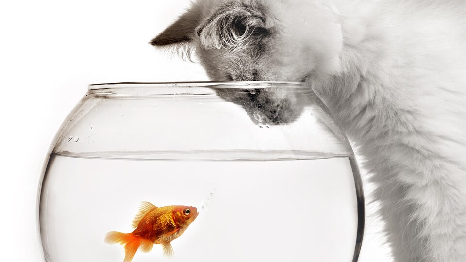 Dis-moi quel animal de compagnie tu as, je te dirai qui tu es