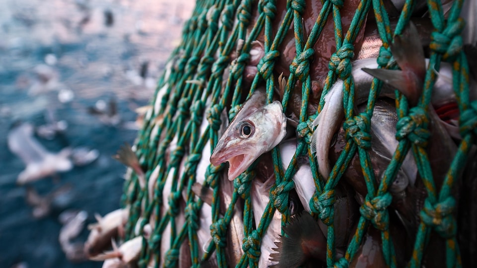 Surpêche, étiquetage et travail forcé : Oceana Canada critique le ...