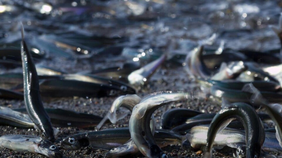 L’état du capelan cette année