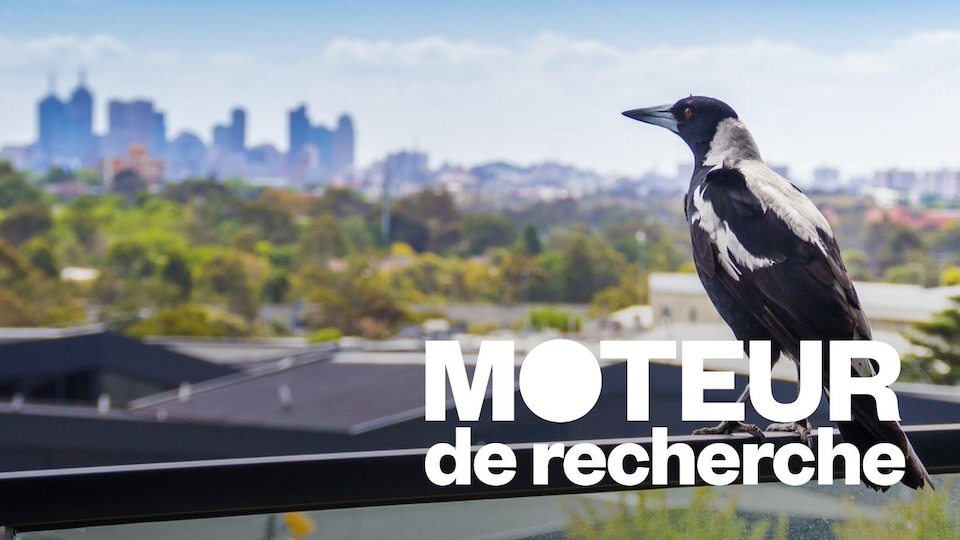 Les êtres humains, une nuisance sonore pour les espèces en milieu naturel