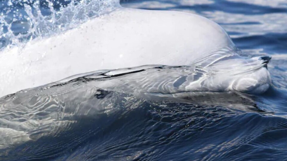 Conclusions du BAPE sur GNL Québec : les risques sont réels pour le ...