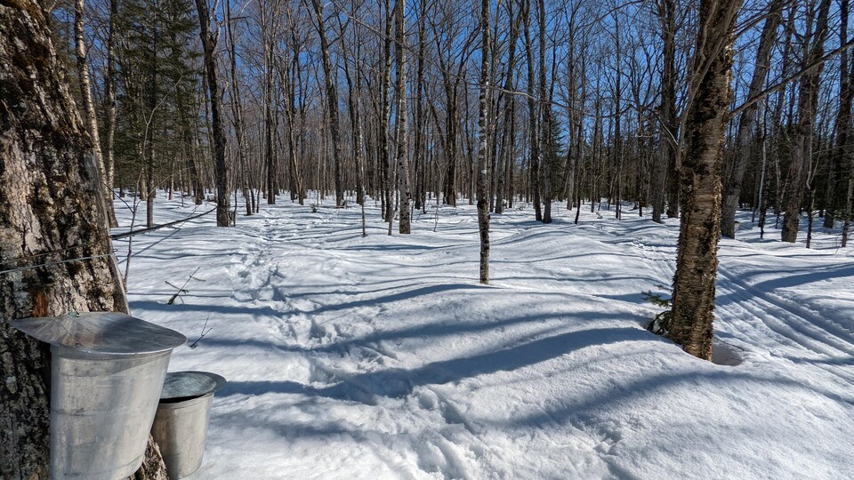 Une appellation pour valoriser le sirop d'érable produit selon les ...